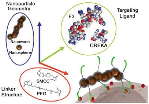 Targeting Strategies for Multifunctional Nanoparticles in Cancer ...