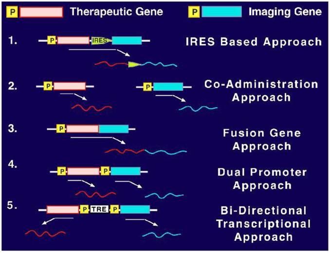 Positron Emission Tomography Reporter Genes and Reporter Probes: Gene ...
