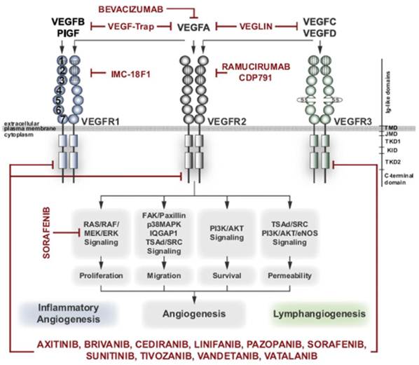 Imaging Key Biomarkers of Tumor Angiogenesis