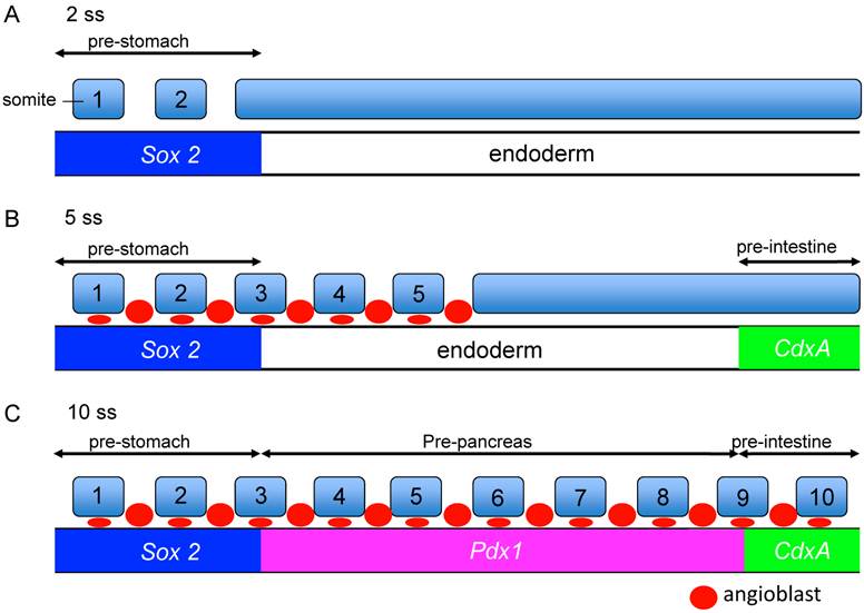 The Role of CXCL12-CXCR4 Signaling Pathway in Pancreatic Development