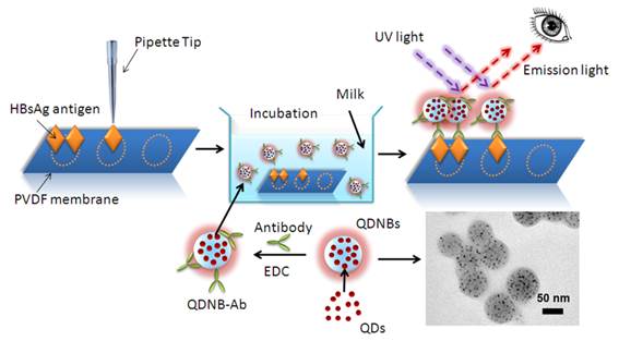 Simple and Sensitive Detection of HBsAg by Using a Quantum Dots ...