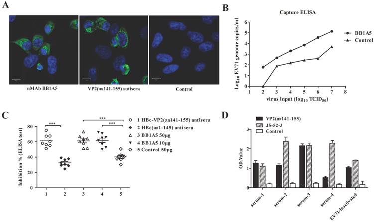 Protection against Lethal Enterovirus 71 Challenge in Mice by a ...