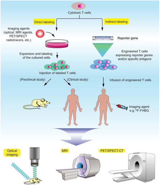 Molecular Imaging in Tracking Tumor-Specific Cytotoxic T Lymphocytes (CTLs)
