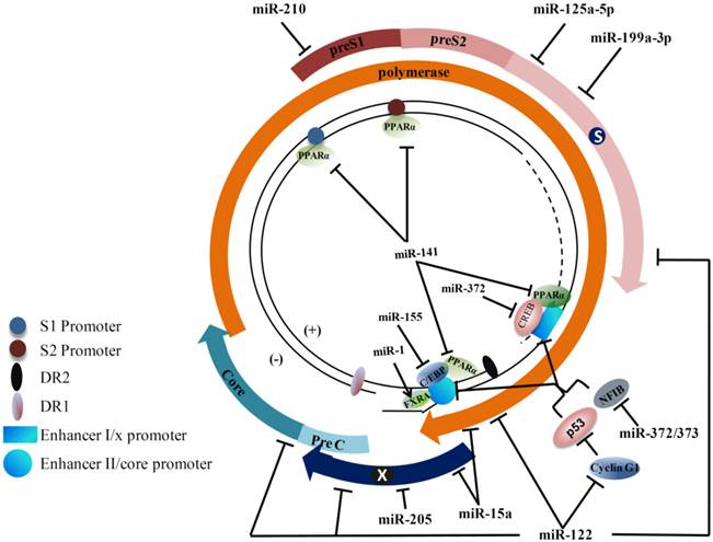 MicroRNAs Associated With HBV Infection And HBV-related HCC