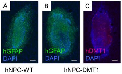 52Mn Production for PET/MRI Tracking Of Human Stem Cells Expressing ...