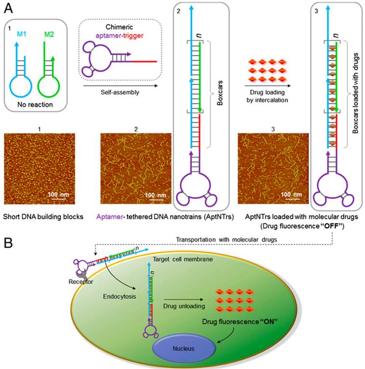 Aptamers: Active Targeting Ligands for Cancer Diagnosis and Therapy