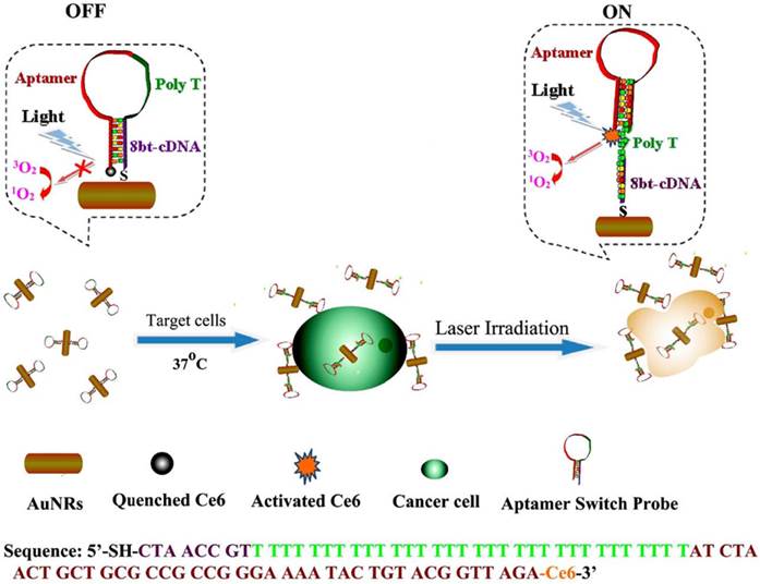 Aptamers: Active Targeting Ligands for Cancer Diagnosis and Therapy