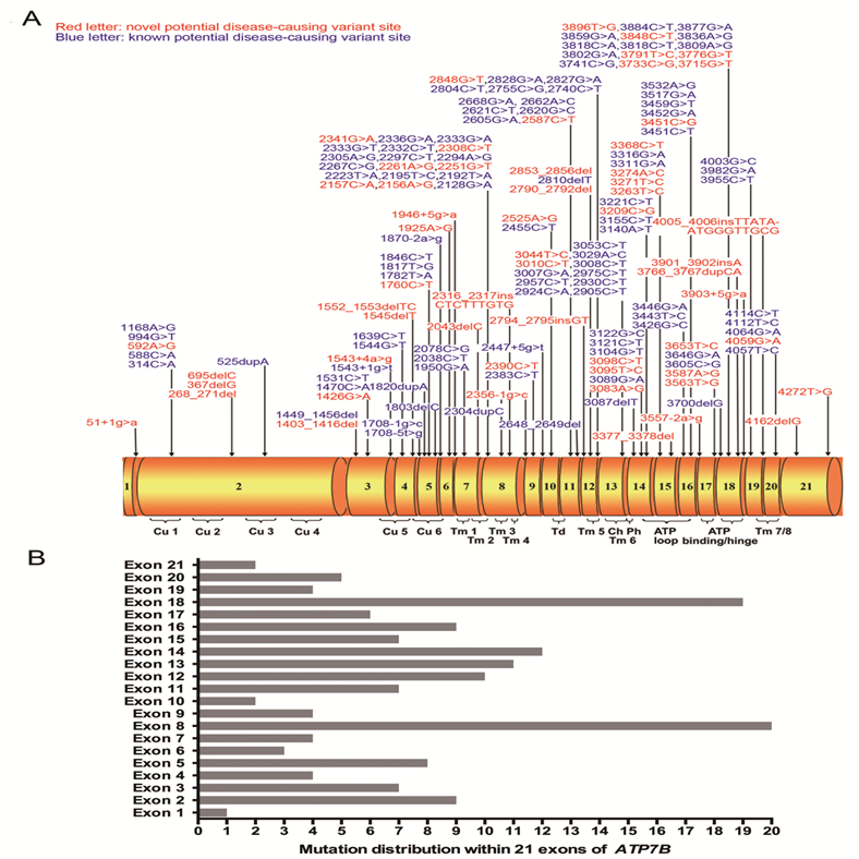 Spectrum and Classification of ATP7B Variants in a Large Cohort of ...