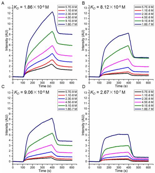 HER2 Targeting Peptides Screening and Applications in Tumor Imaging and ...