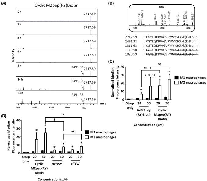 Serum Stability and Affinity Optimization of an M2 Macrophage-Targeting ...