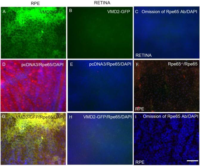 Cell-Specific Promoters Enable Lipid-Based Nanoparticles to Deliver ...