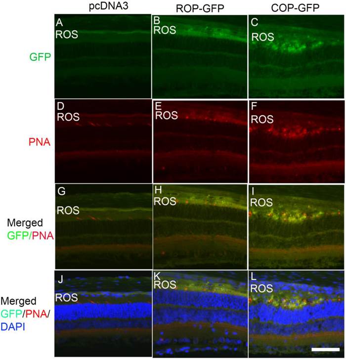 Cell-Specific Promoters Enable Lipid-Based Nanoparticles to Deliver ...
