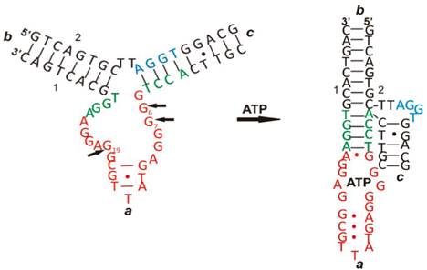 Optical Aptasensors for Adenosine Triphosphate