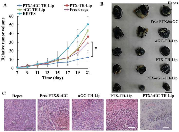 A New Concept of Enhancing Immuno-Chemotherapeutic Effects Against ...