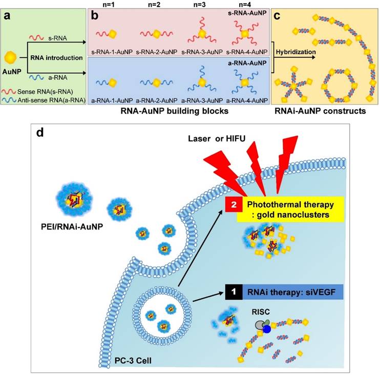 Antitumor therapeutic application of self-assembled RNAi-AuNP ...