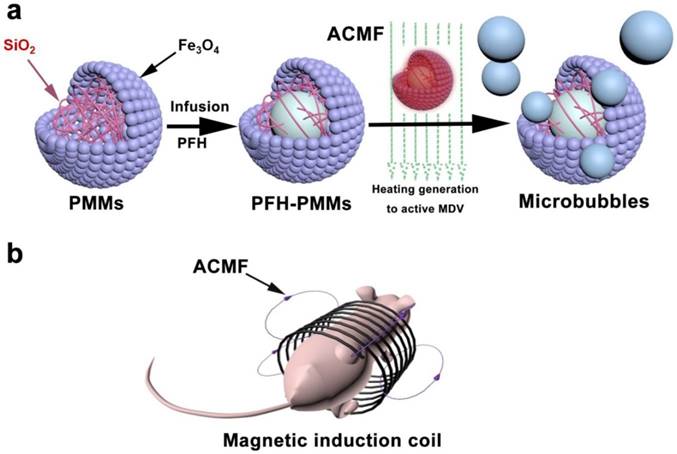 Phase-transitional Fe3O4/perfluorohexane Microspheres for Magnetic ...