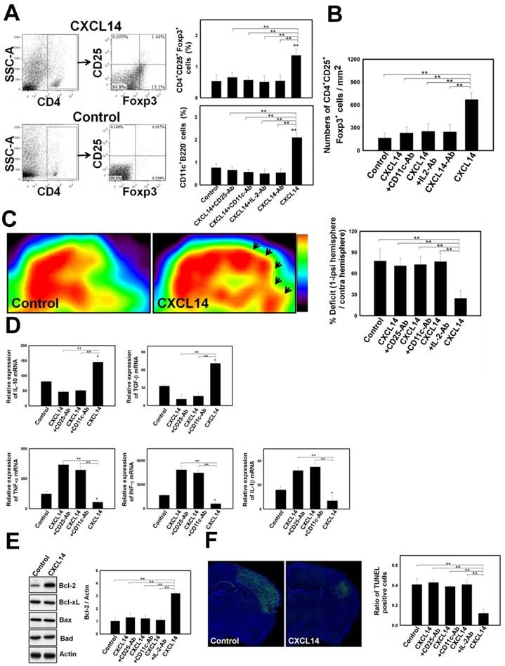 A Crucial Role of CXCL14 for Promoting Regulatory T Cells Activation in ...