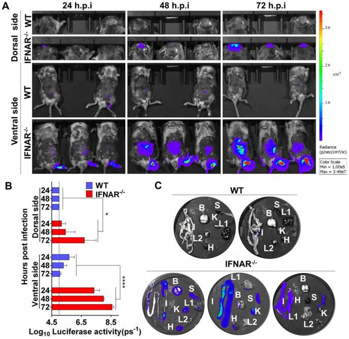 Visualization of a neurotropic flavivirus infection in mouse reveals ...