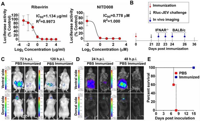 Visualization of a neurotropic flavivirus infection in mouse reveals ...