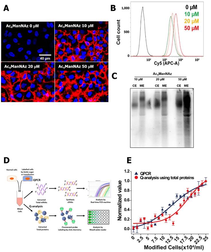 Physiological Effects of Ac4ManNAz and Optimization of Metabolic ...