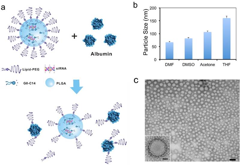 Surface De-PEGylation Controls Nanoparticle-Mediated siRNA Delivery In ...