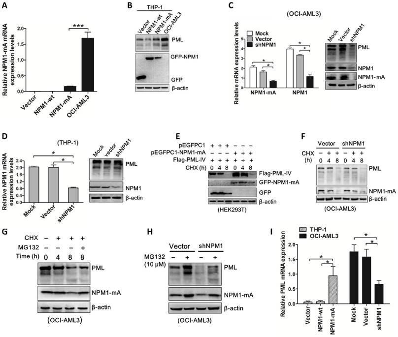 NPM1 Mutant Mediated PML Delocalization and Stabilization Enhances ...