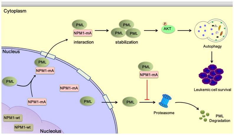 NPM1 Mutant Mediated PML Delocalization and Stabilization Enhances ...