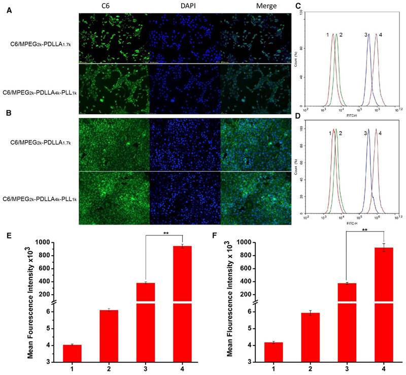 A Novel MPEG-PDLLA-PLL Copolymer for Docetaxel Delivery in Breast Cancer Therapy