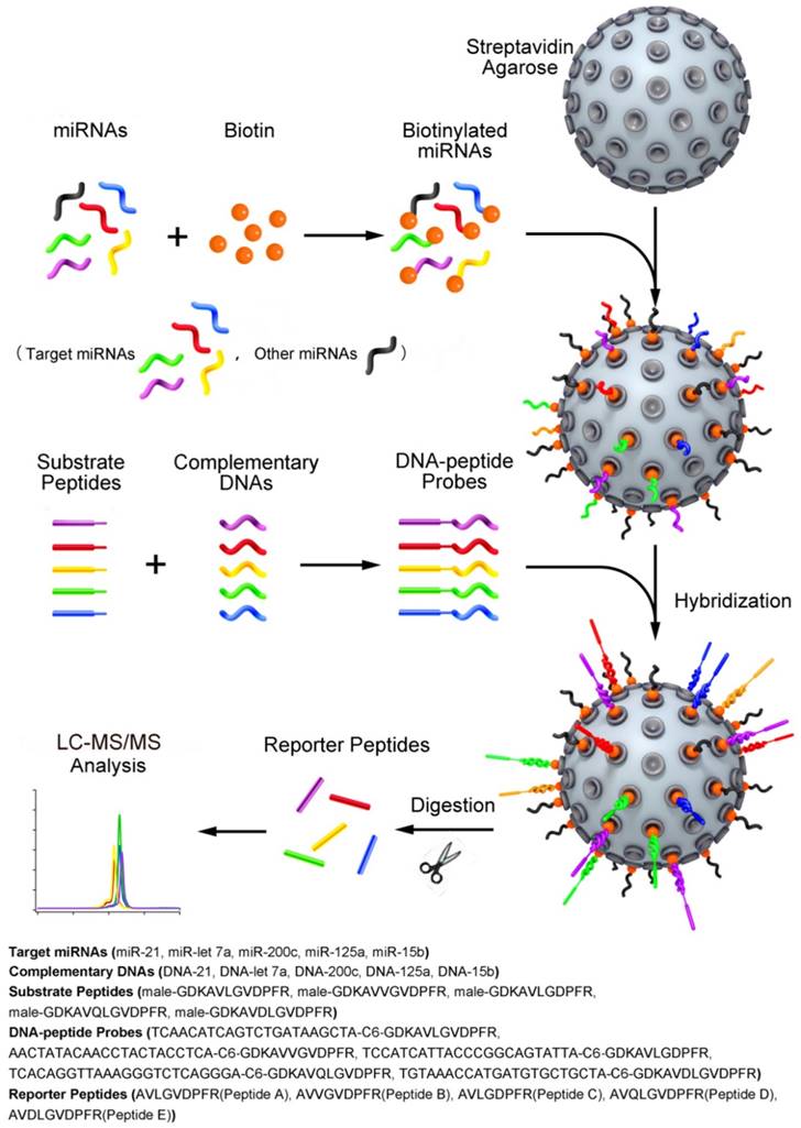 A Combination of DNA-peptide Probes and Liquid Chromatography-Tandem ...