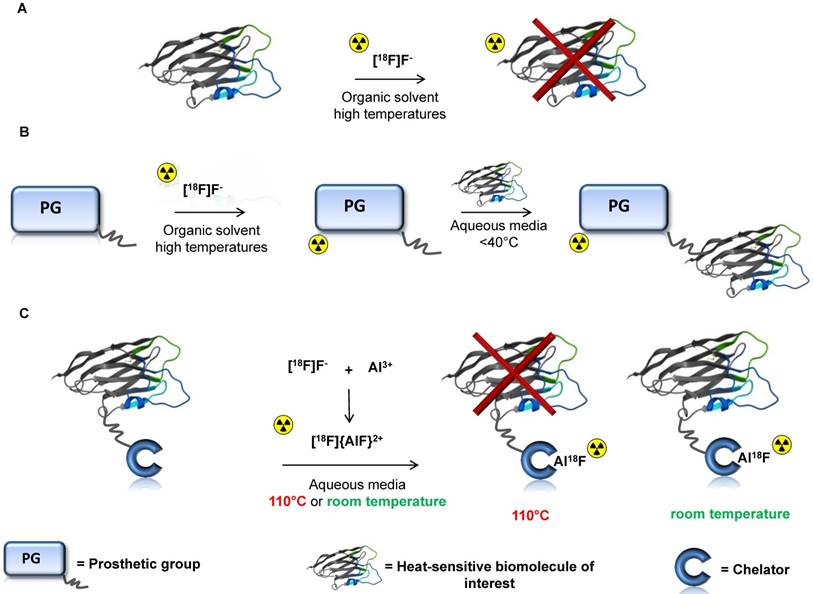 Al18F-Labeling Of Heat-Sensitive Biomolecules for Positron Emission ...