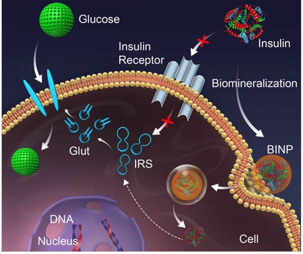 Long-term Effect of Biomineralized Insulin Nanoparticles on Type 2 ...