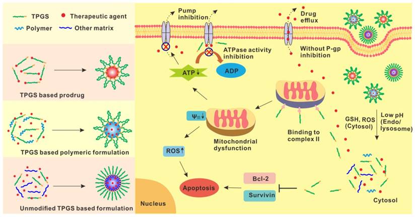 Recent Advances in the Application of Vitamin E TPGS for Drug Delivery