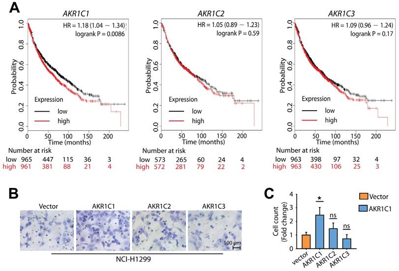 AKR1C1 Activates STAT3 to Promote the Metastasis of Non-Small Cell Lung ...
