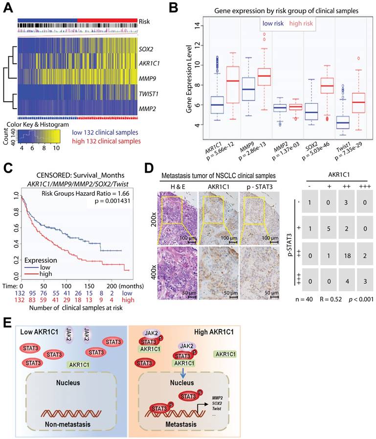AKR1C1 Activates STAT3 to Promote the Metastasis of Non-Small Cell Lung ...