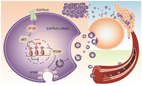 The role of PTRF/Cavin1 as a biomarker in both glioma and serum exosomes