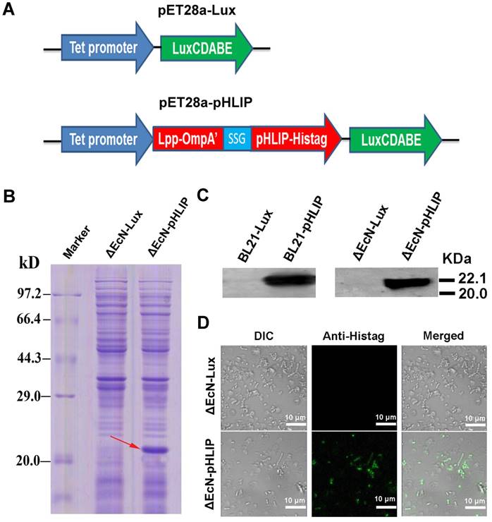 E. coli Nissle 1917-Derived Minicells for Targeted Delivery of ...