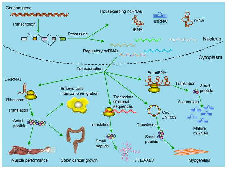Encoding activities of non-coding RNAs