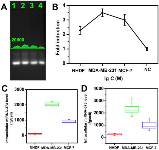 Catalytic hairpin assembly gel assay for multiple and sensitive ...