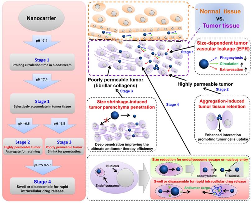 Endogenous pH-responsive nanoparticles with programmable size changes ...