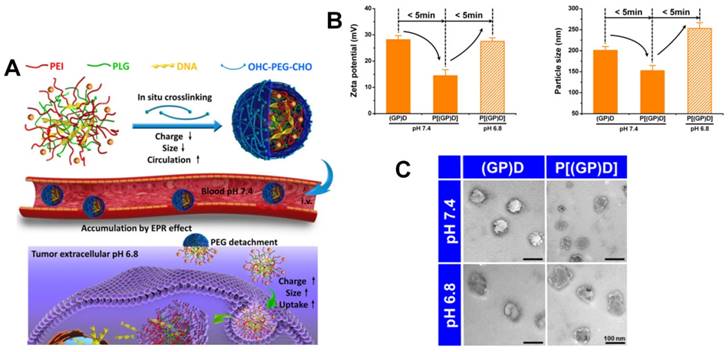 Endogenous pH-responsive nanoparticles with programmable size changes ...