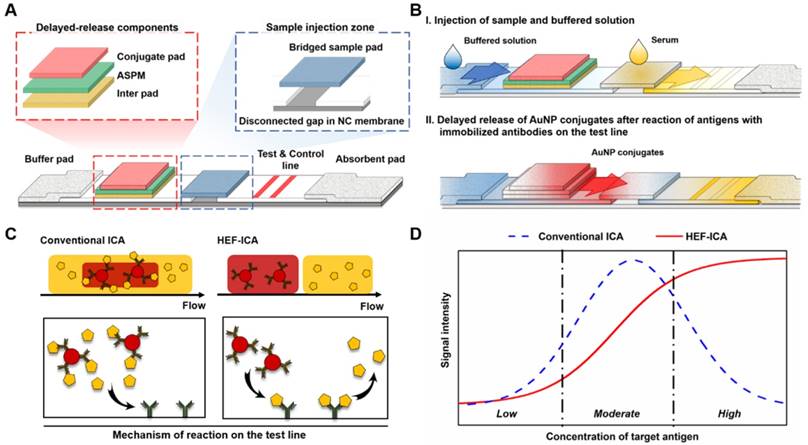 A hook effect-free immunochromatographic assay (HEF-ICA) for measuring ...