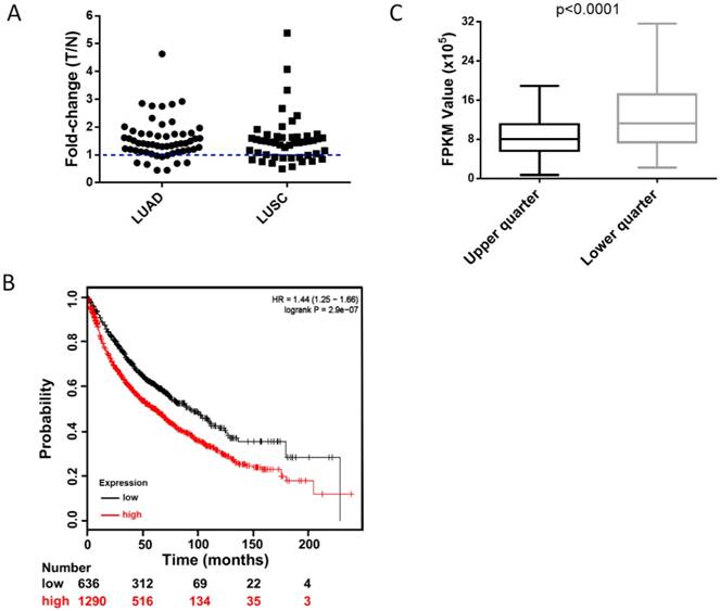 HUWE1 controls the development of non-small cell lung cancer through ...