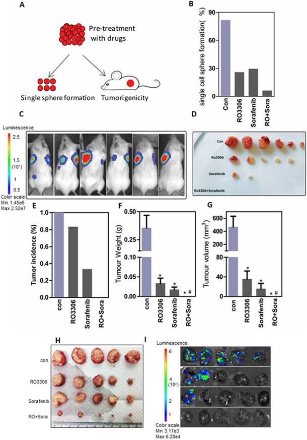 Blocking CDK1/PDK1/β-Catenin signaling by CDK1 inhibitor RO3306 ...