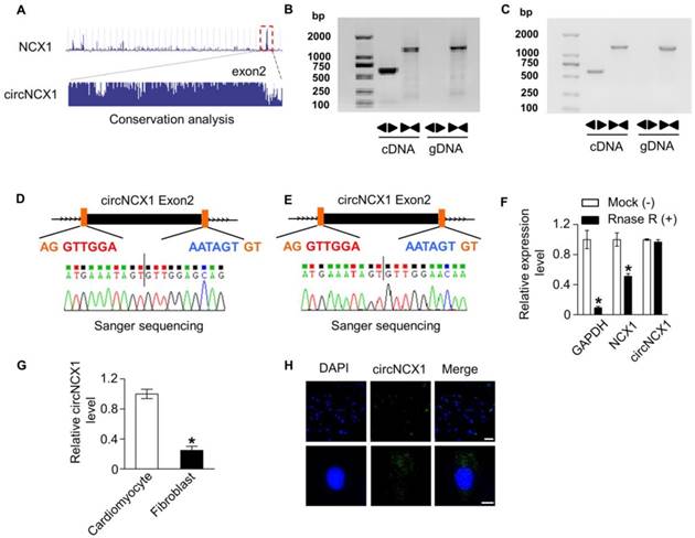 A circular transcript of ncx1 gene mediates ischemic myocardial injury ...