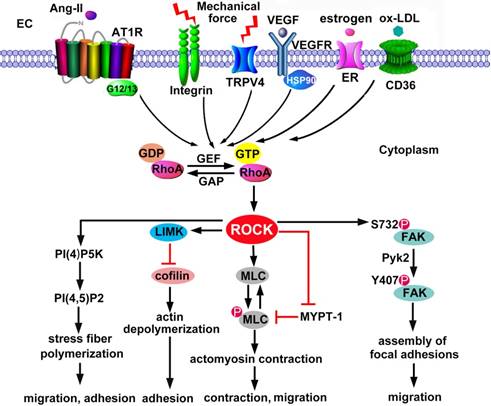 Rho-Associated Coiled-Coil Kinase (ROCK) in Molecular Regulation of ...