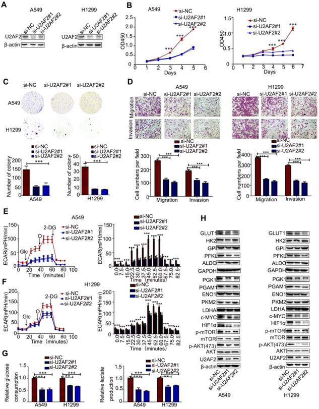 OTUB2 stabilizes U2AF2 to promote the Warburg effect and tumorigenesis ...