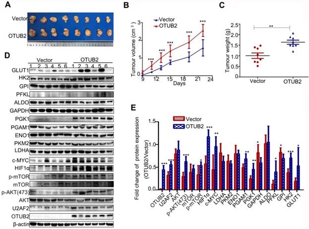 OTUB2 stabilizes U2AF2 to promote the Warburg effect and tumorigenesis ...