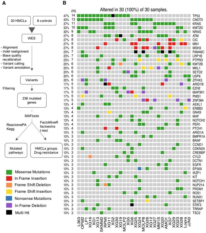 Comprehensive characterization of the mutational landscape in multiple ...