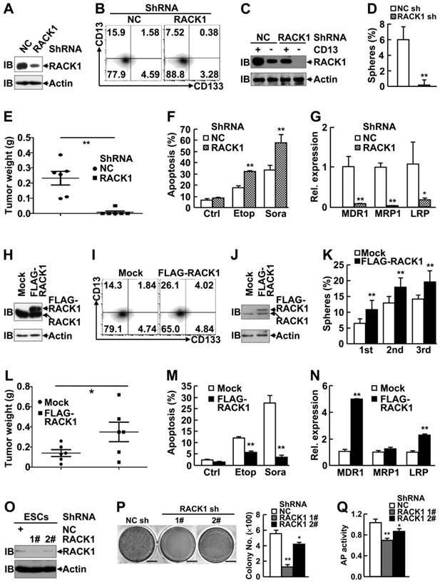 RACK1 Promotes Self-Renewal and Chemoresistance of Cancer Stem Cells in ...