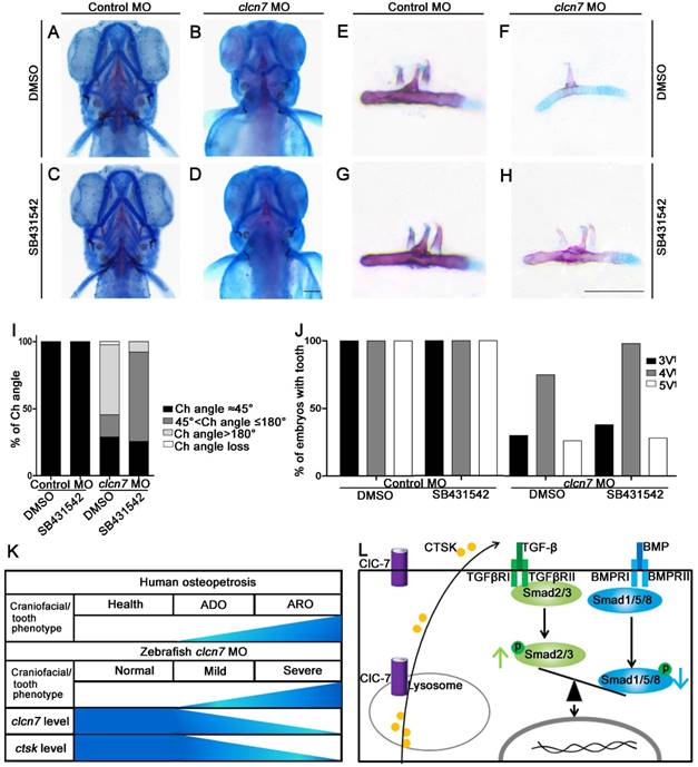 ClC-7 Regulates the Pattern and Early Development of Craniofacial Bone ...